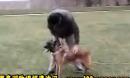 马犬追兔子视频_狼青与马犬谁打架厉害