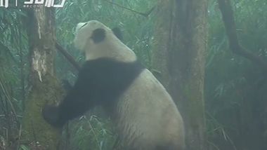 国际珍稀动物保护日|超萌!大熊猫幼崽顽皮和镜头“贴贴”大熊猫国家...