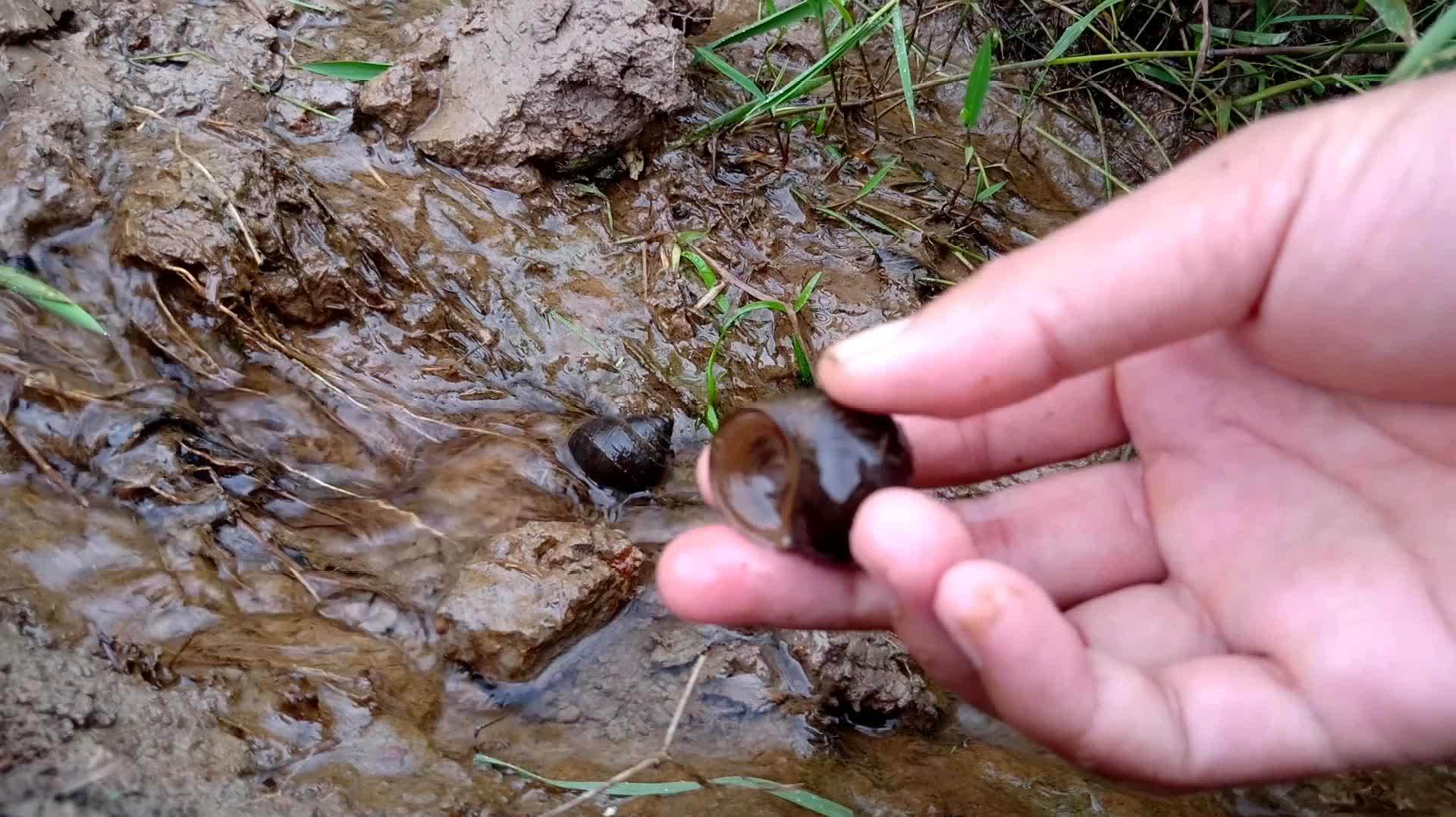 乡村的田园风光,小学时天天来这里逮小鱼小虾,如今没了鱼虾