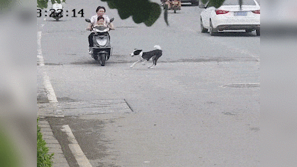 【广西】宠物狗变“马路杀手”!狗狗冲出马路撞翻电动车致2人受伤