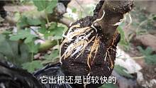 无花果枝条已出“大白腿”,修剪时间和水分管理特重要!经验分享