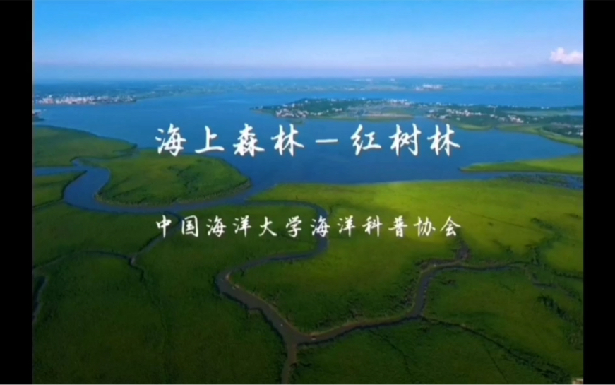 海上森林——红树林