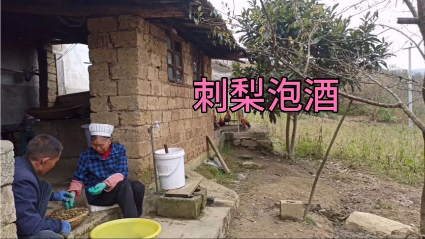 三哥前几年栽的刺梨,现在成熟了,栽了一大盆来泡酒