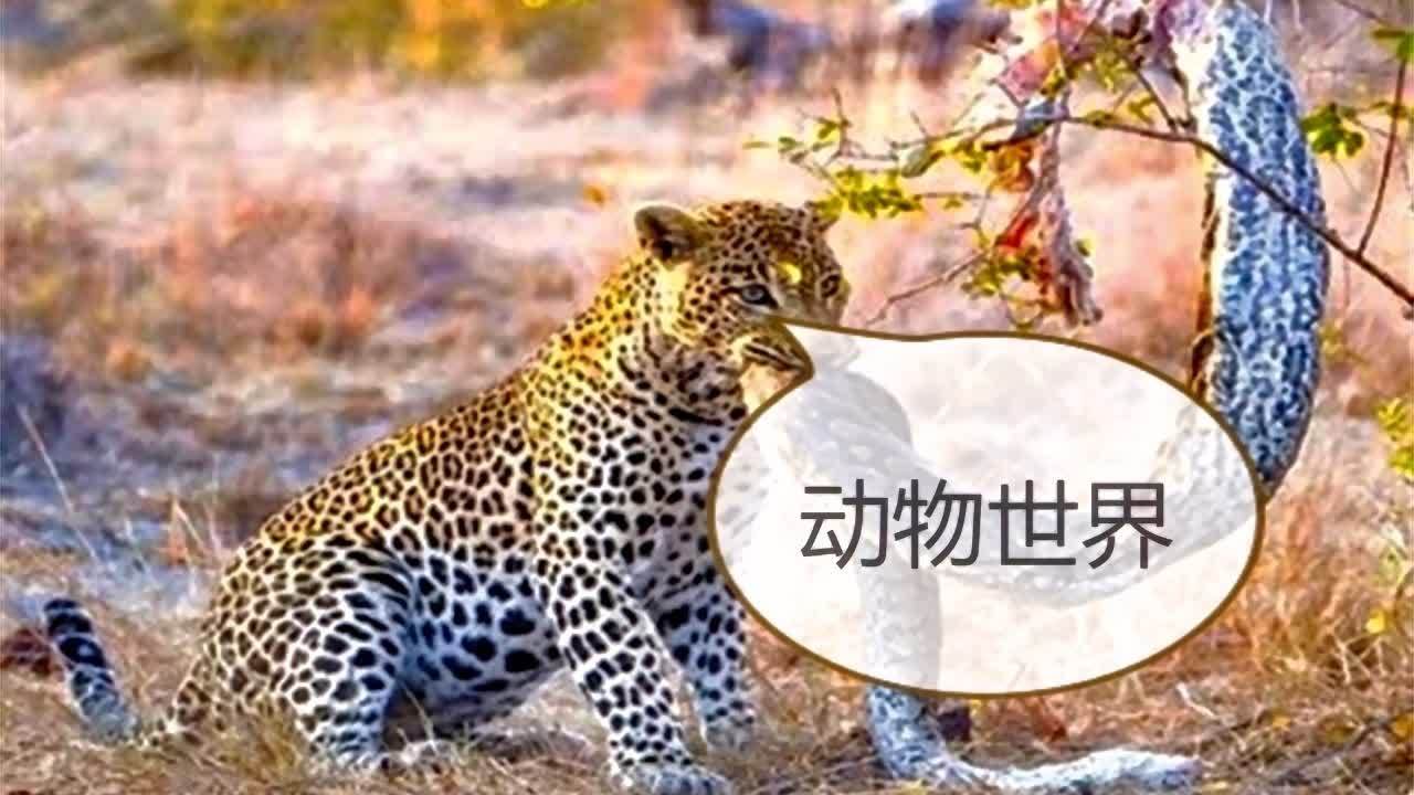 动物世界:眼看孩子遭巨蟒活吞!愤怒豹妈发怒把巨蟒活活的撕碎!