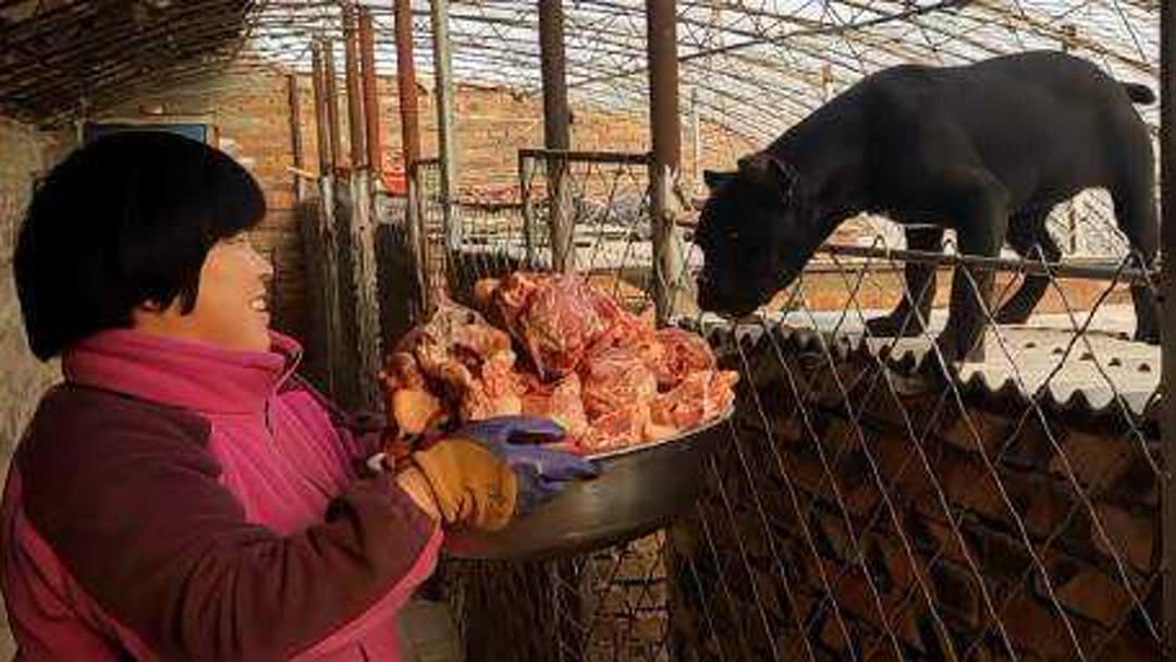 喜欢的视频又来了,卡斯罗的美食鸡架,一边吃一边打架看着都害怕