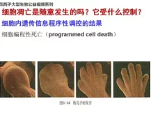高中生物必修一第六章《细胞的衰老凋亡癌变》朝花西子