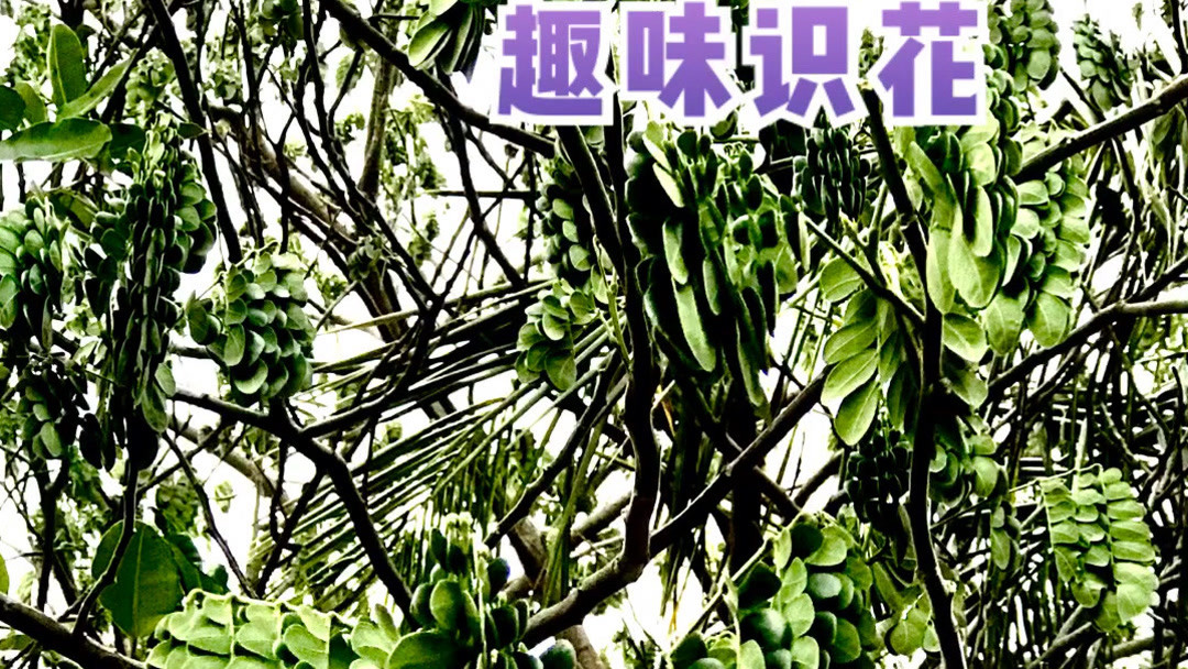 趣味识树识字识笔顺