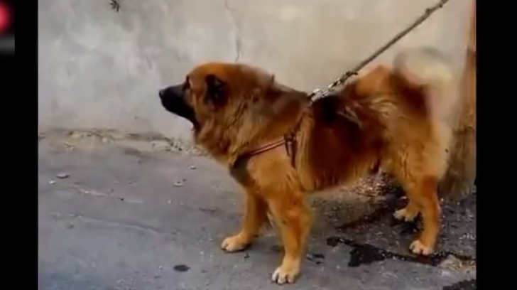 藏獒怒咬男子,男子掏出一个动物后,藏獒秒怂了,吓得连连后退