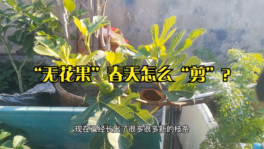 春季给无花果修剪,别再做错了!手把手教你