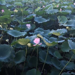 乘风破浪悠闲星空 