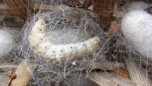 蚕丝是如何制作的, 实拍蚕宝宝从吐丝结茧, 再到人工抽丝全过程