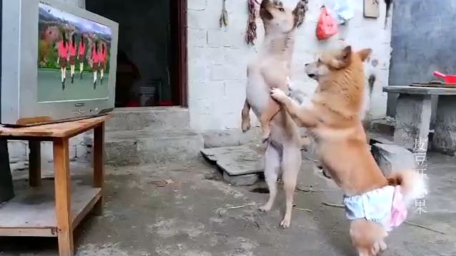 有史以来!你没见过的比人类还会跳舞的狗狗舞蹈秀。