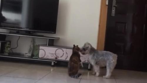 一言不合就打架,看来猫和狗确实不适合在一起玩