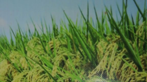 时隔20年,农村再次发展水稻种植,家乡的大米“重返江湖”