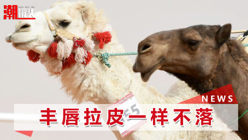 40多头骆驼因“整容”被踢出选美赛,冠军大奖高达6600万美元,选美...