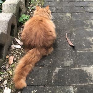 我和流浪猫的日记 