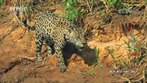 [动物世界]水豚宝宝们四散奔走 有只不幸落入美洲豹之口