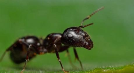 蚂蚁为什么可以轻松地找到回家的路