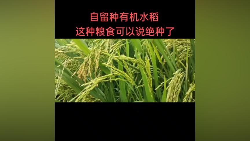 自留种水稻#三农 #农业 #水稻 #有机水稻 #亳州