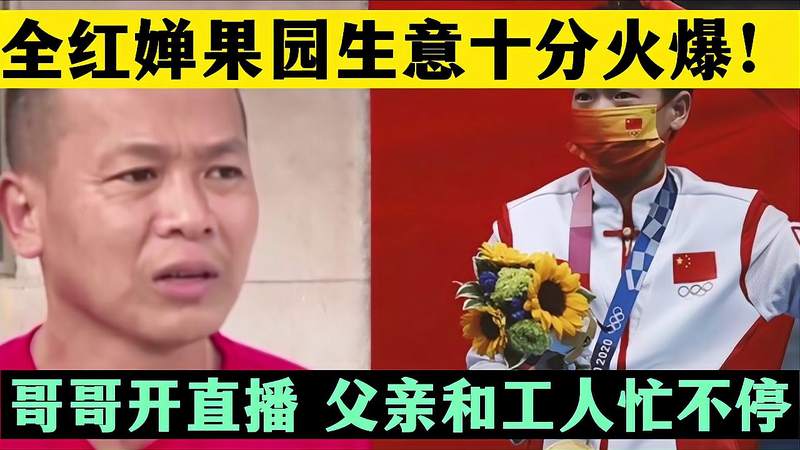 全红婵家果园生意火爆!哥哥开直播,父亲还有工人忙得热火朝天
