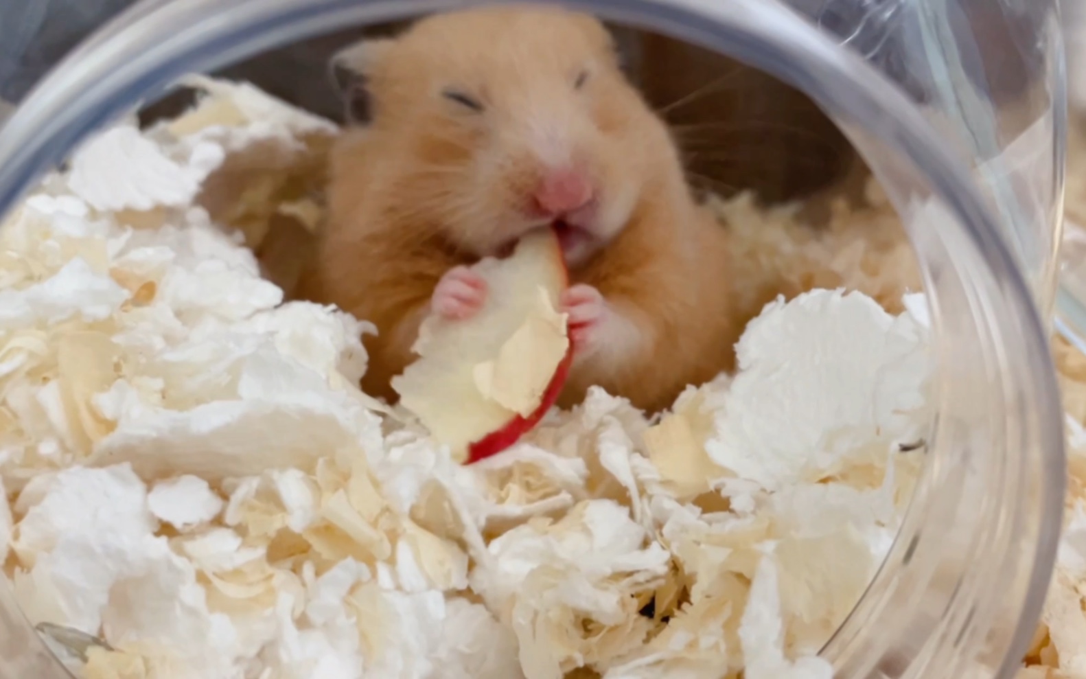 我好像录到了小仓鼠的叫声?(沉浸式观察日记)