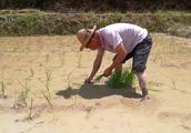 一大片水田种植的都是水稻,农民正在田里插秧,面朝泥土背朝天