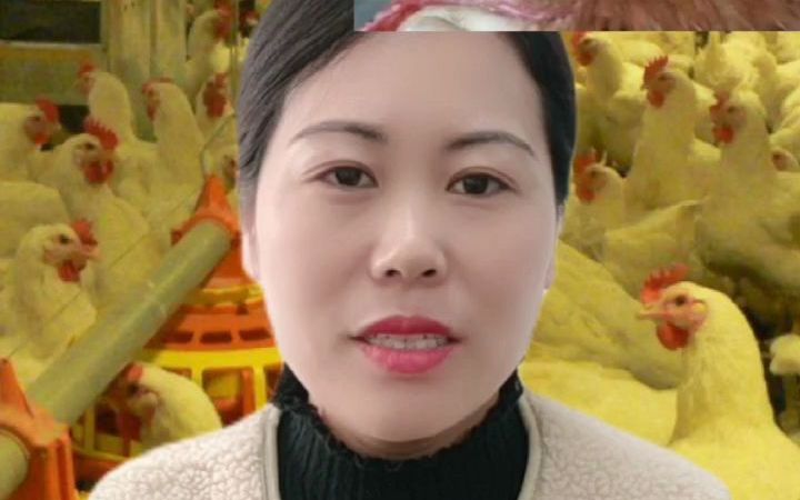 禽医仁青讲鸡冠癣的症状和治疗方法