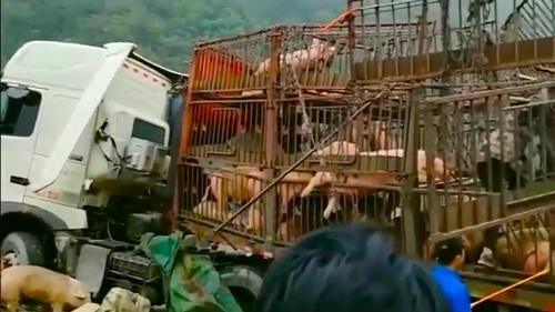 老板已经哭晕在厕所了,这么多的猪都死了,就靠这些猪来过日子的!