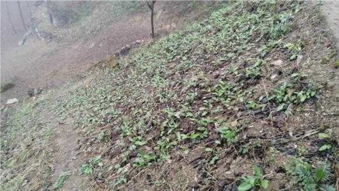 续断涨价,苗子很多人想种。