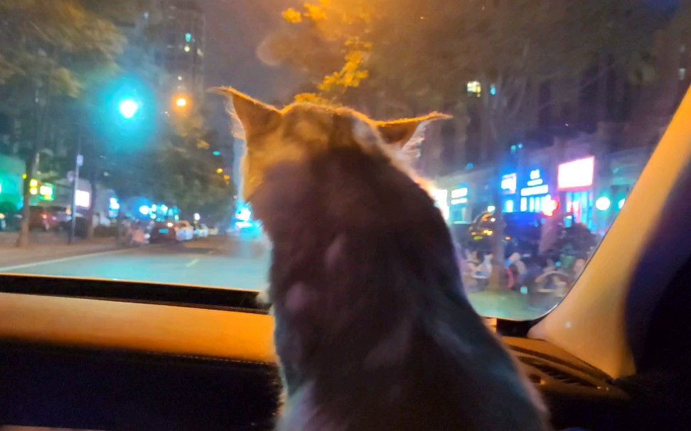 小缅因猫梅拉:爸爸妈妈晚上带我去兜风啦!