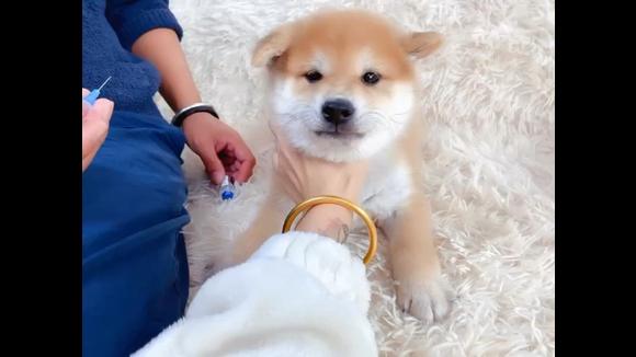 狗子疫苗齐了过几天要接狗子回家了憨憨的想给取名汉堡-憨宝