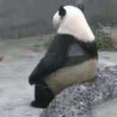鹿丸y 