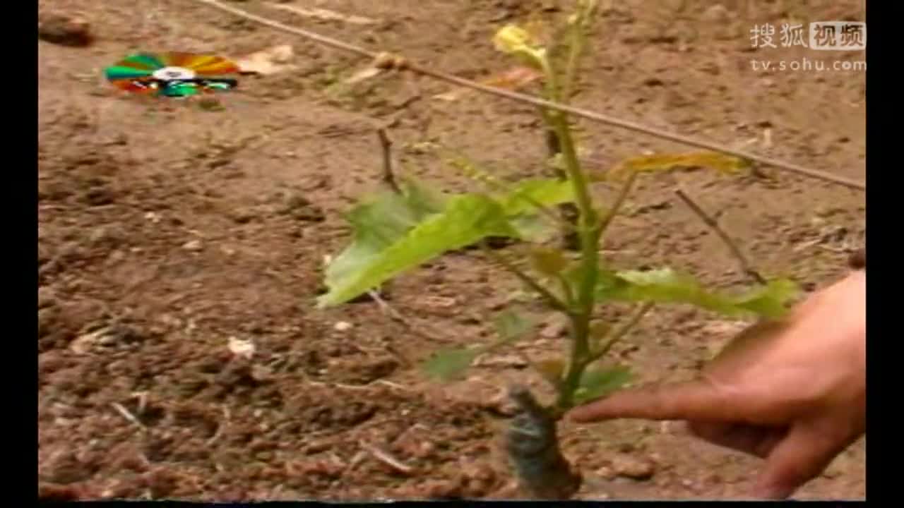 葡萄的栽培技术 葡萄种植的方法