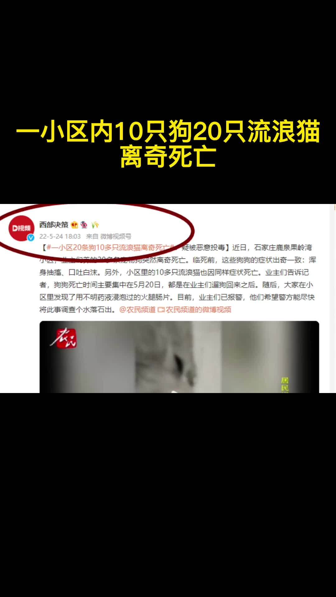一小区内10只狗和20只流浪猫离奇死亡!疑似被恶意投毒!