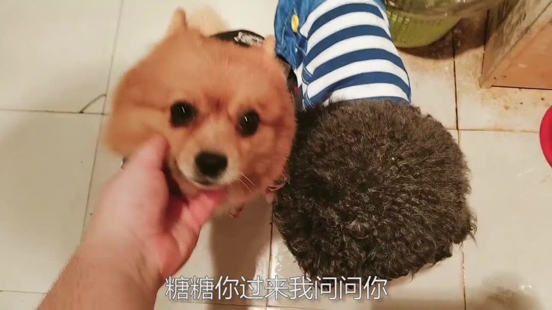 狗狗围观主人上厕所,博美打掩护,泰迪忍不住扒到马桶上