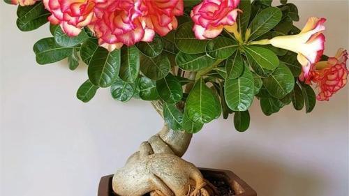 家庭养沙漠玫瑰,准备3种"小工具",不烂根,不黄叶,花开不停