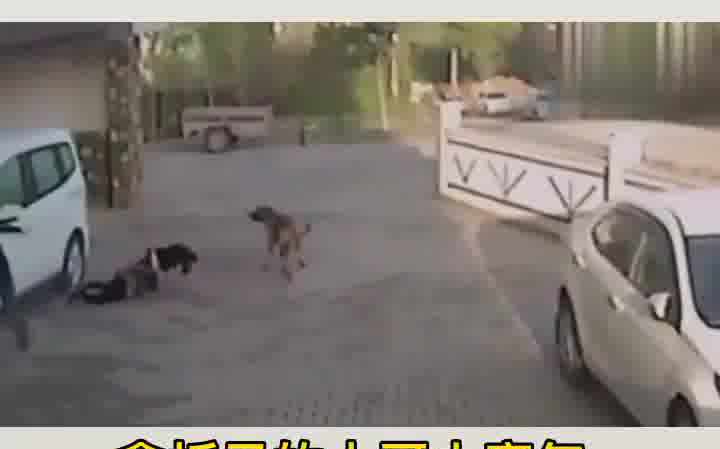 小女孩被狗咬 众人奋力营救