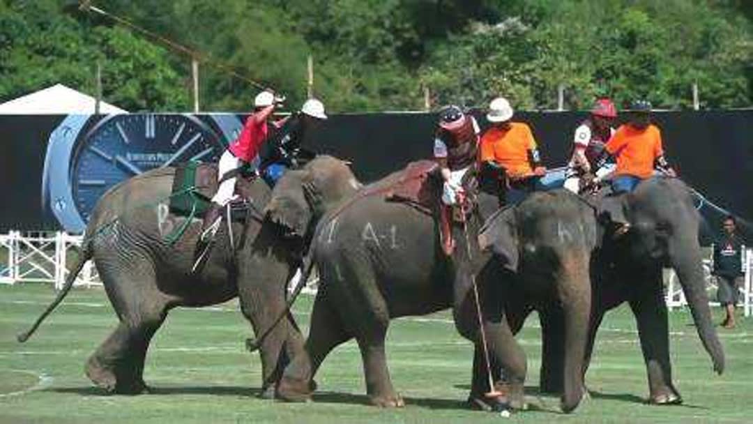欣赏大象精彩杂技表演