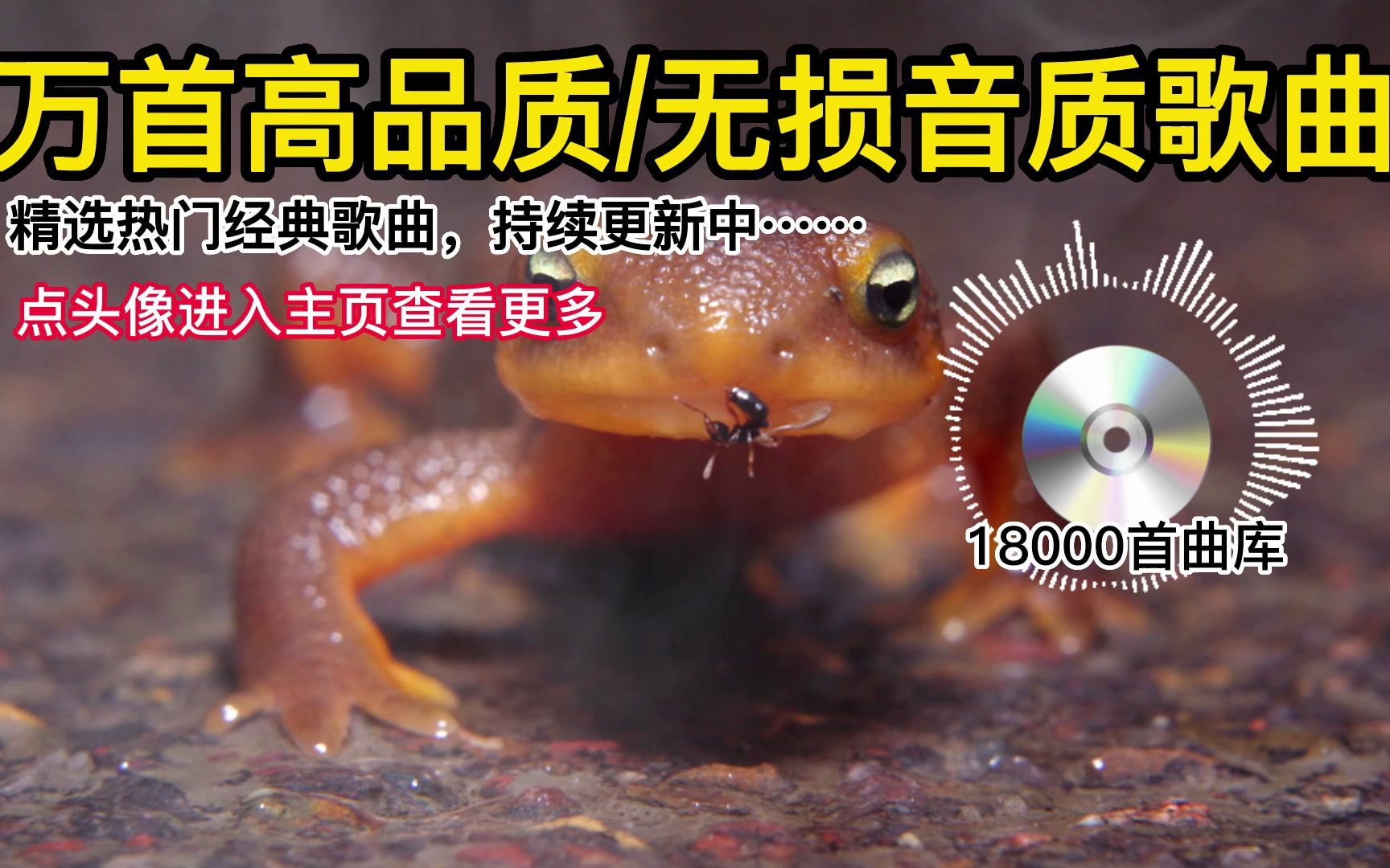 姜育恒 - 别让我一个人醉 免费的歌曲大全100首 网易云音乐车载版 ...