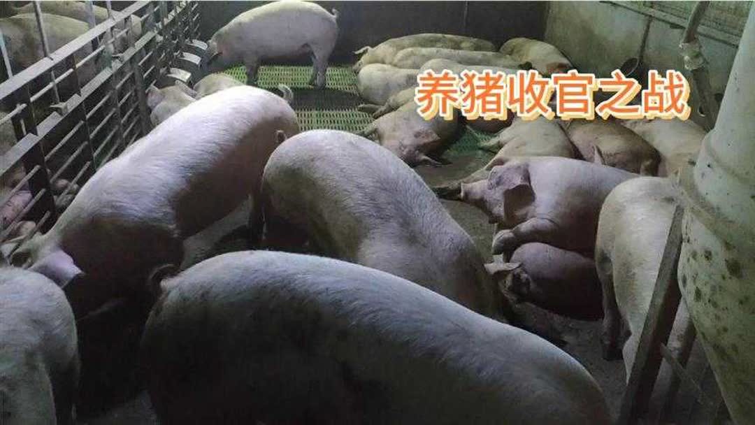 准备采样工具,明天采样,后天卖猪,冲冲冲