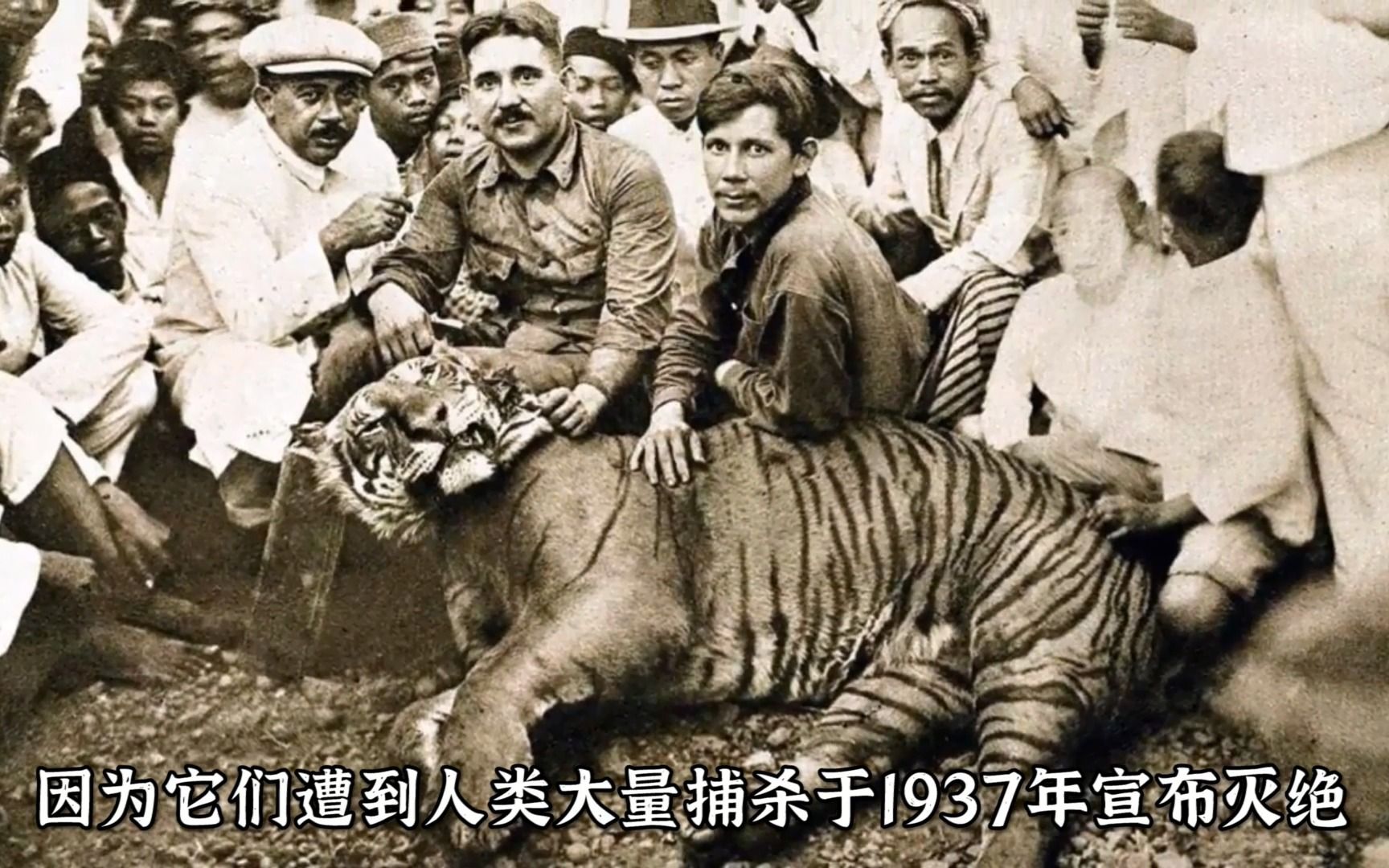 全球10种“猛虎”排行,战斗力超强,第一名简直是虎中的天花板!