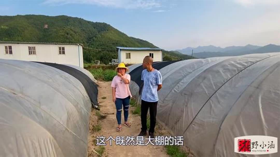 每亩产值190000元,人工养殖卖得比牛肉还贵,夜市里很多地方有卖