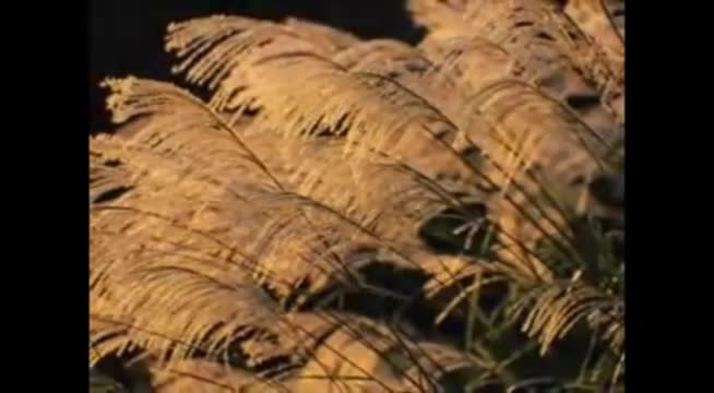 二胡演奏《秋梦》,跟着画一起进入梦乡吧