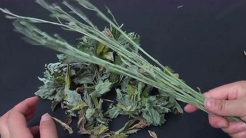 才知道艾叶草泡脚好厉害,这个妙用太好了,现在才知道!
