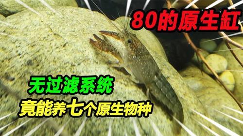 没有过滤系统的80原生鱼缸,养了七个物种10只龙虾,四个月没换水