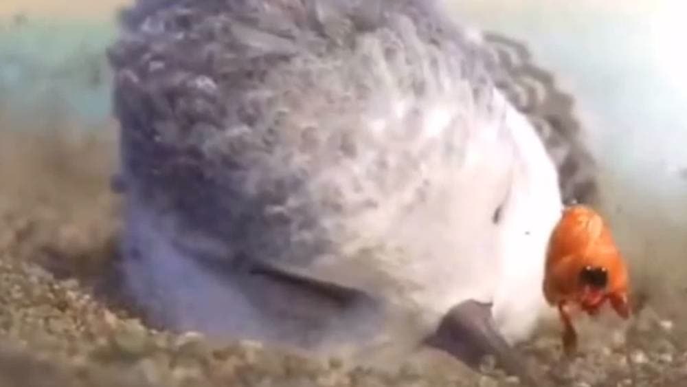 奥斯卡最佳动画短片,耗时三年拍摄值得所有父母和孩子观看下