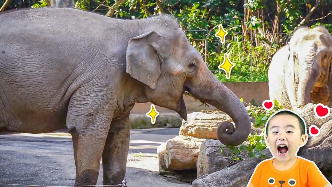 儿歌乐园悟熙玩具 第70集 儿歌大象咚咚咚 悟熙动物园与大象互动