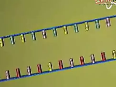 DNA复制转录和翻译