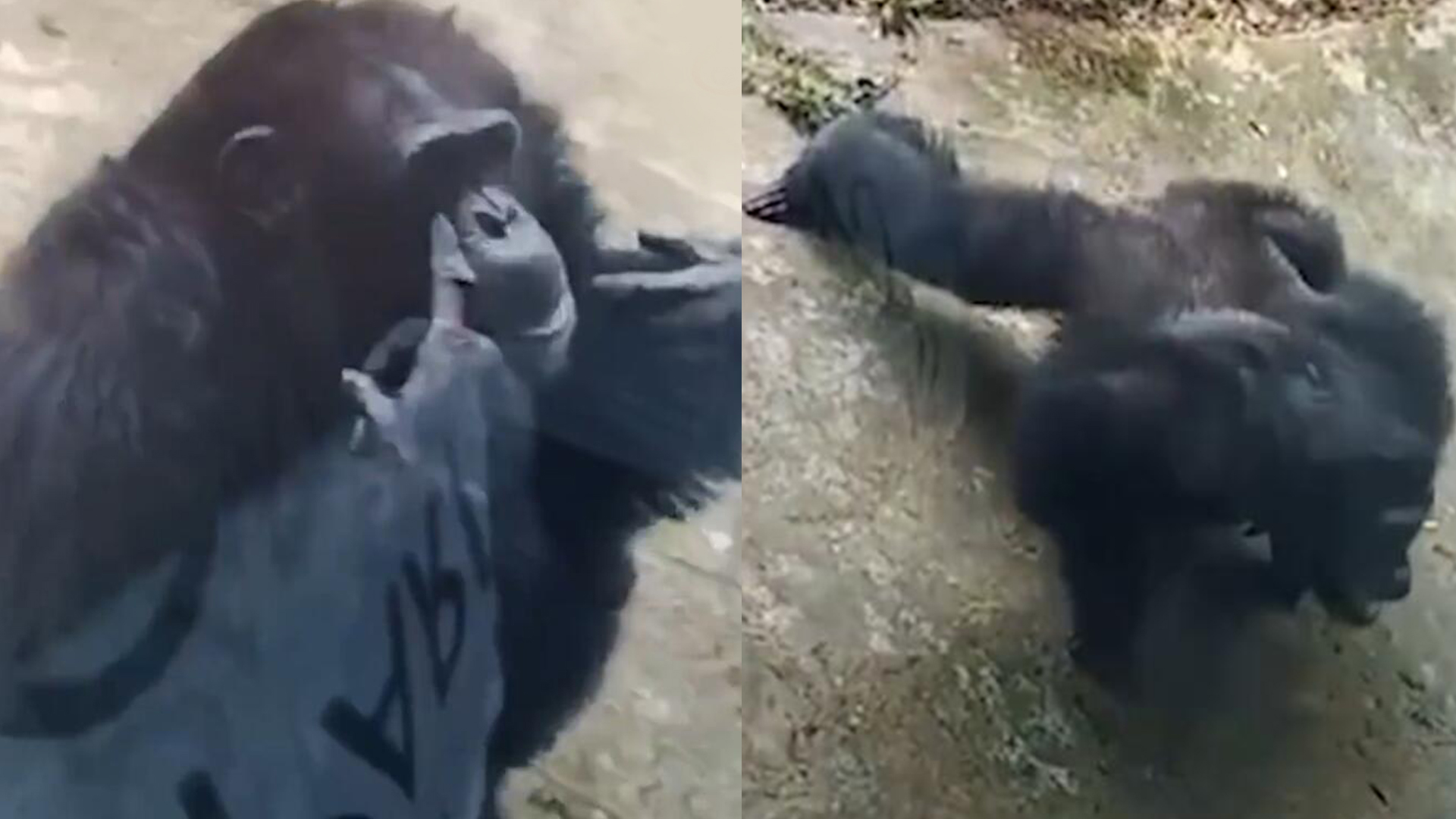 黑猩猩模仿游客做俯卧撑,还扮鬼脸"挑衅" 网友:怀疑它是人扮的