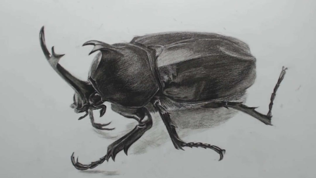 动物素描节肢类独角仙